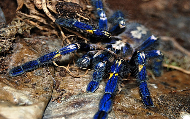 pavuk tarantula vtackar